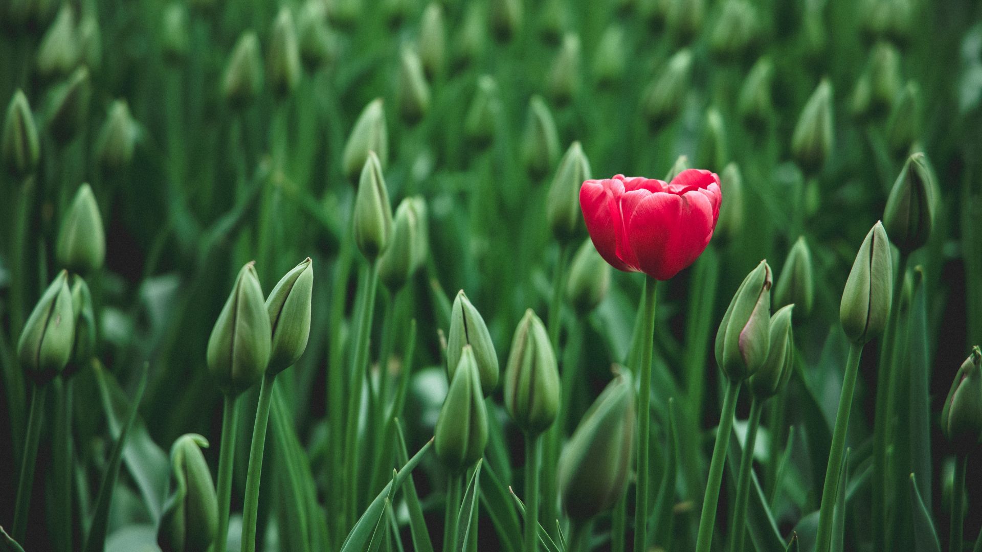 THE POWER OF ONE HOPE - Baker Heights